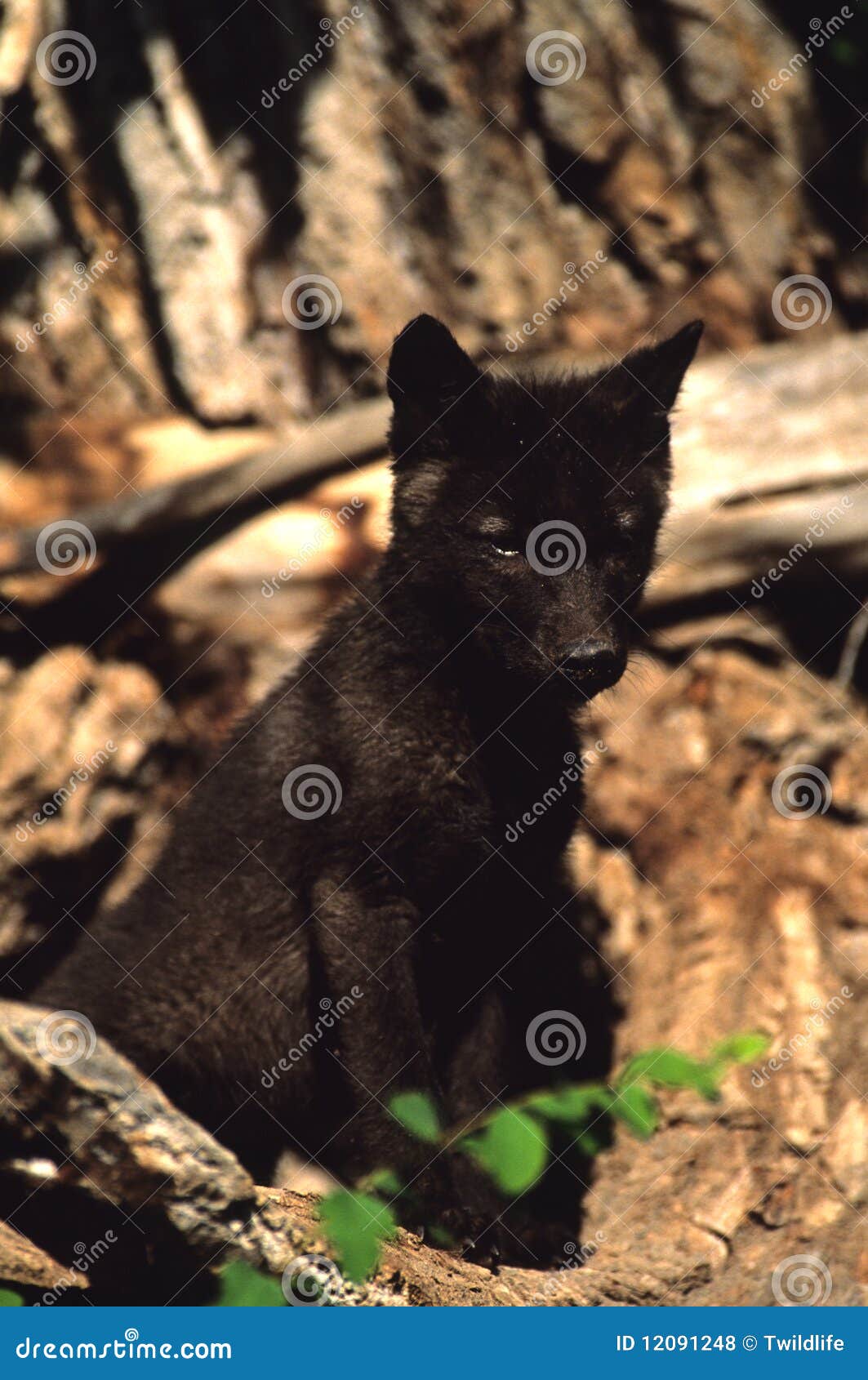 Perrito de lobo gris foto de archivo. Imagen de perritos - 12091248