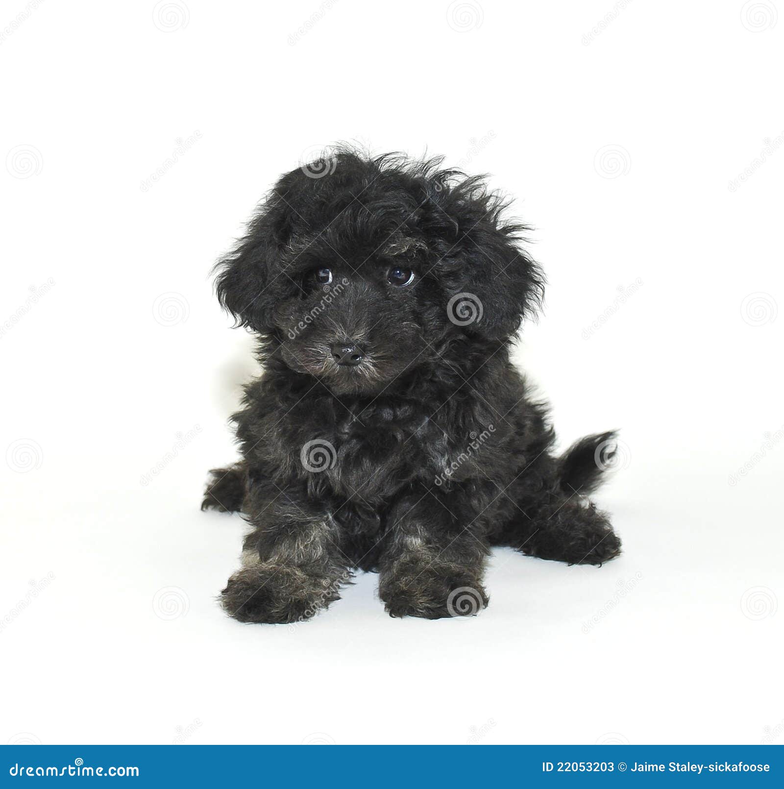 Perrito De Malti-Poo Con Una Cara Triste Imagen de archivo - Imagen de ...