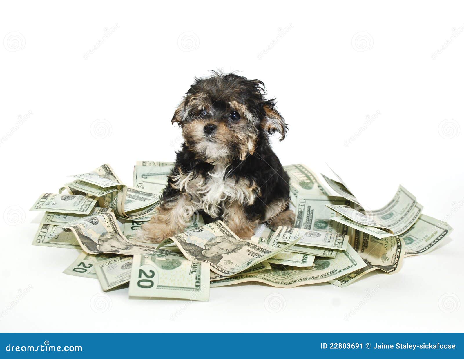 Perrito De Morkie Con Una Pila De Dinero Imagen de archivo - Imagen de ...