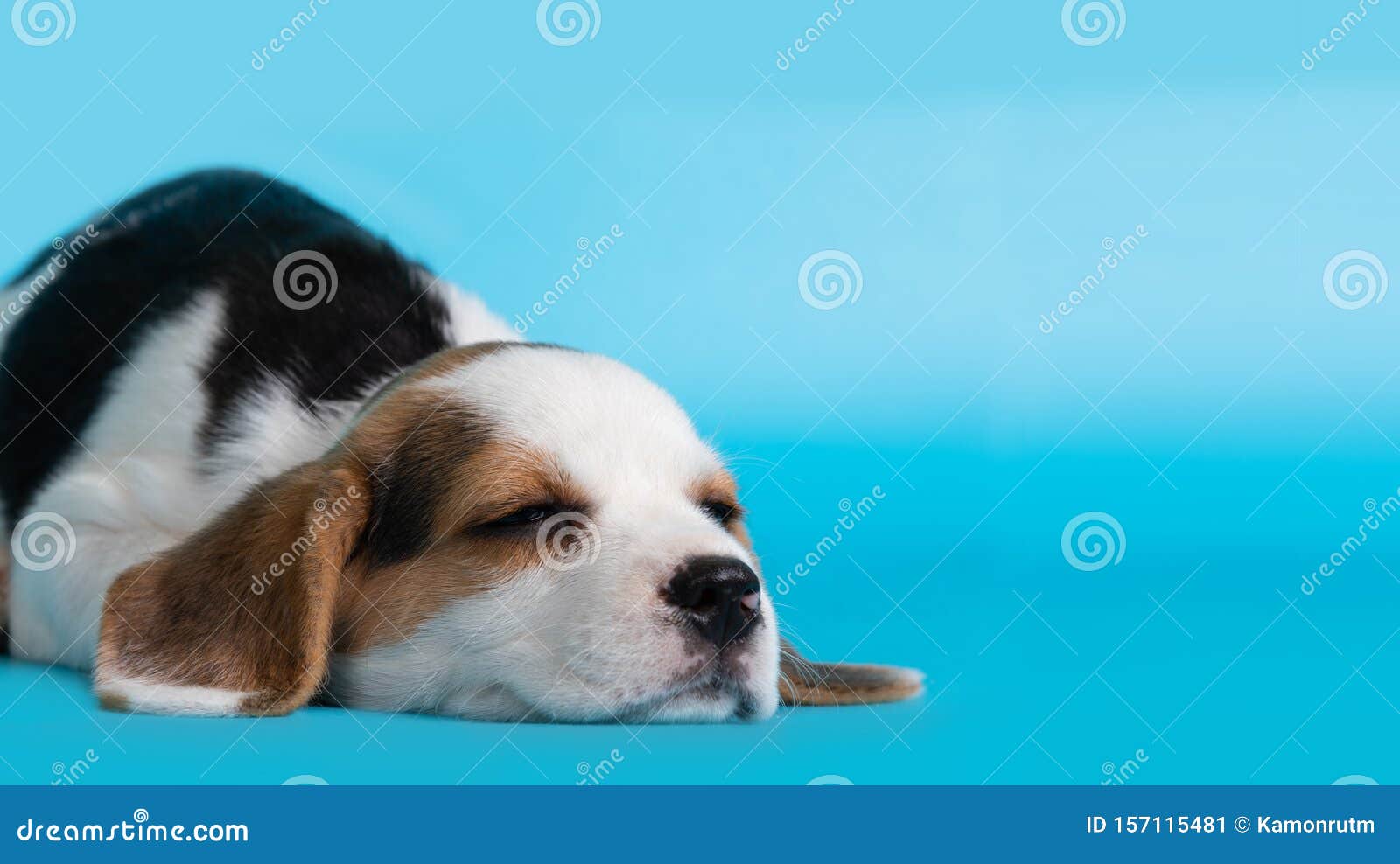 Perrito De Perro Dormido Con Fondo Azul Imagen de archivo - Imagen de ...