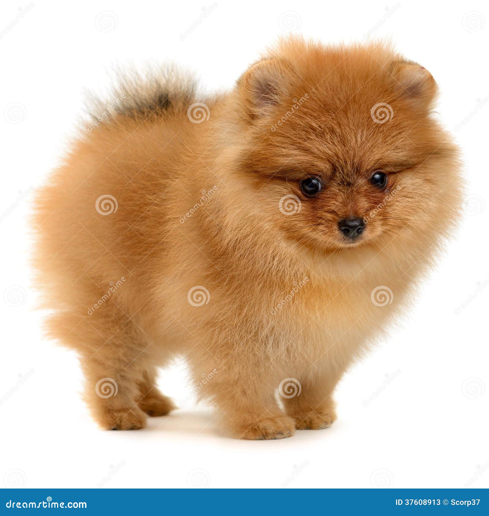 Perrito de Pomeranian imagen de archivo. Imagen de pista - 37608913