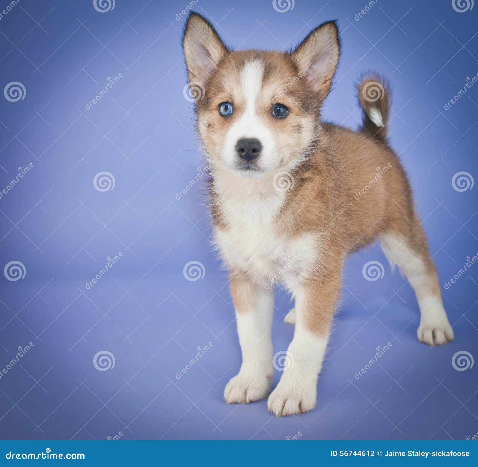 Perrito de Pomsky foto de archivo. Imagen de mascota - 56744612