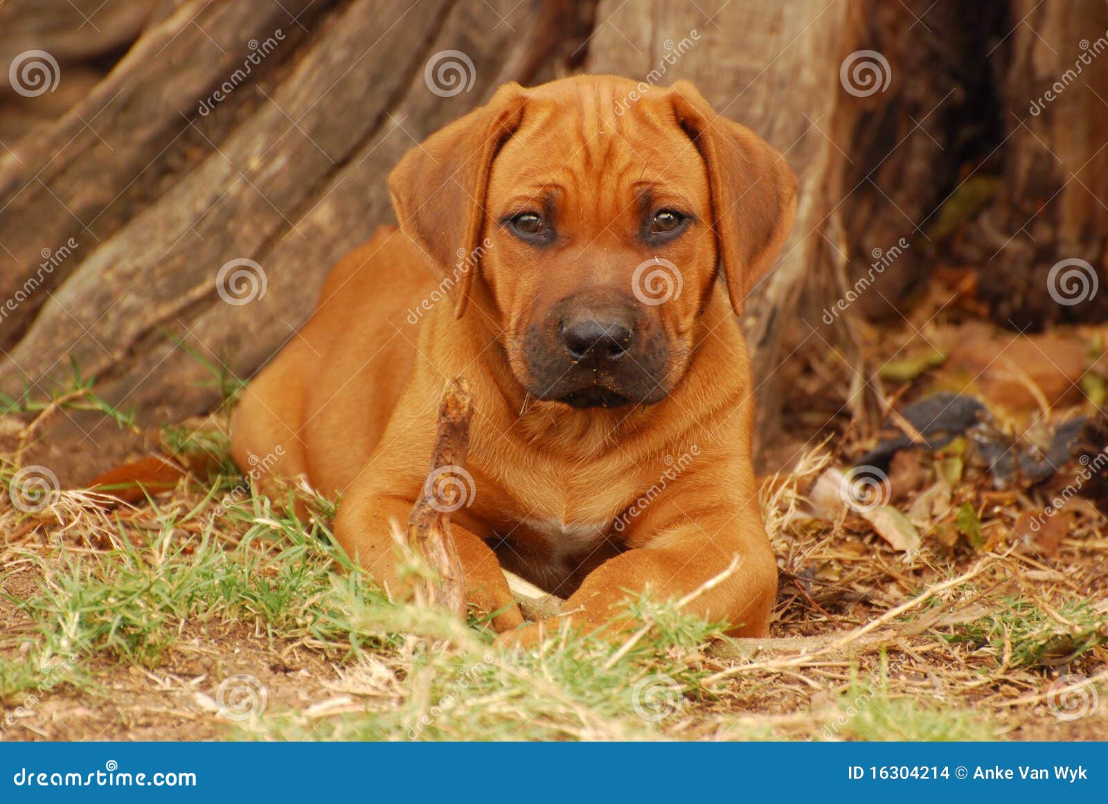 Perrito De Rhodesian Ridgeback En Las Maderas Foto de archivo - Imagen ...