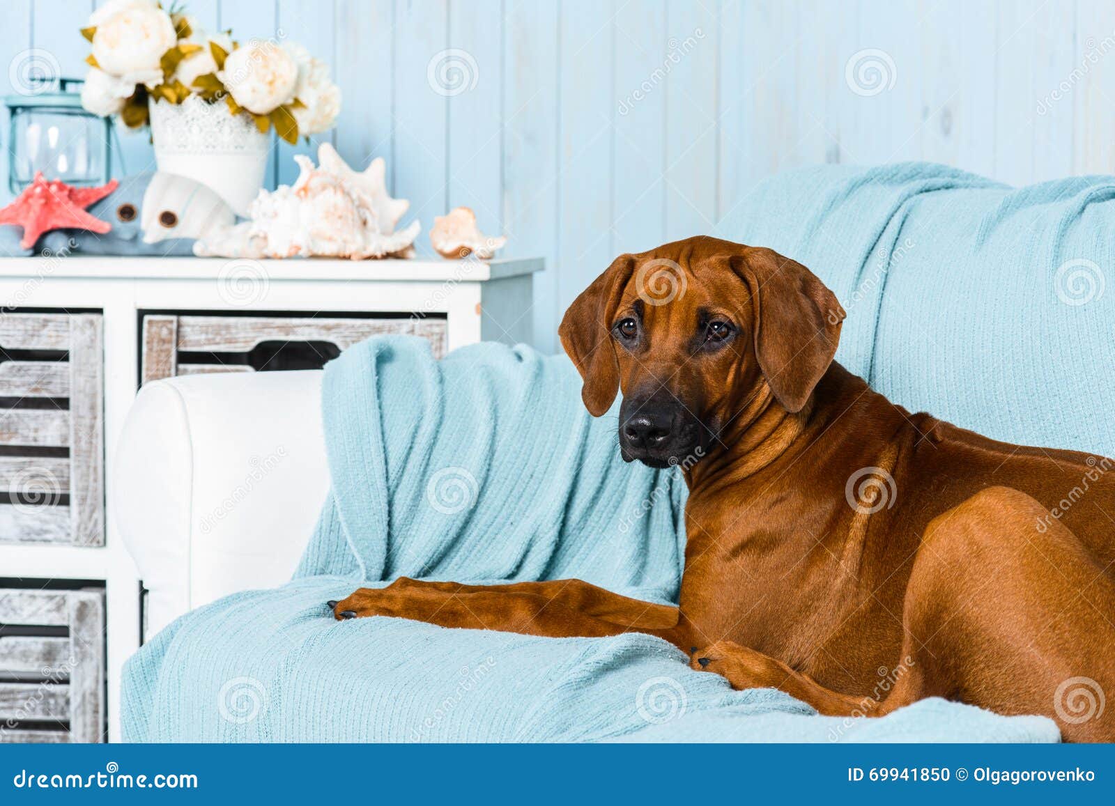 Perrito De Rhodesian Ridgeback En Un Interior Marino Del Estilo Foto de ...