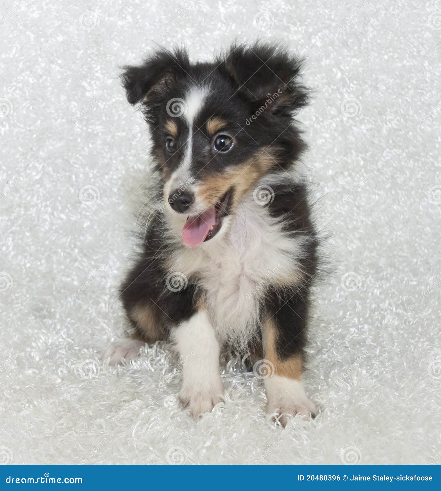 Perrito De Sheltie (perro Pastor De Shetland) Foto de archivo - Imagen ...