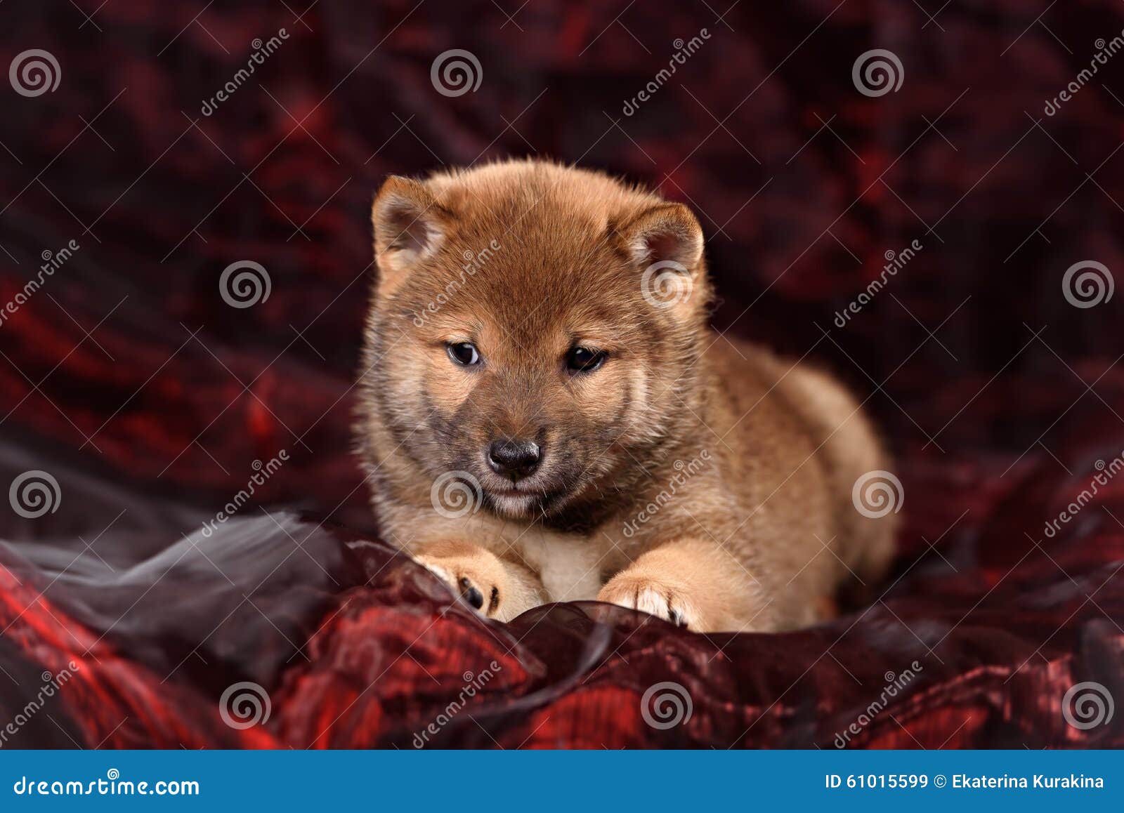 Perrito De Shiba Inu De La Raza Del Perro Imagen de archivo - Imagen de ...