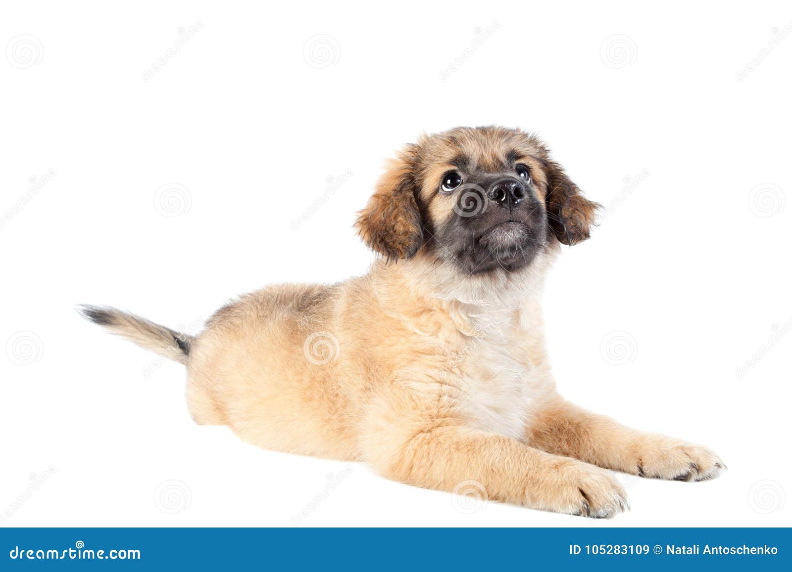 Perrito De Un Pastor Del Golden Retriever Imagen de archivo - Imagen de ...