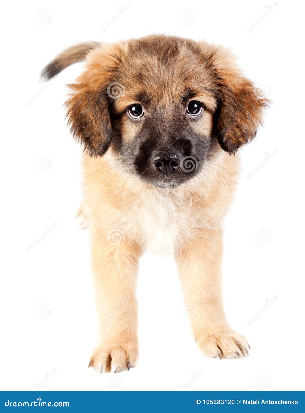 Perrito De Un Pastor Del Golden Retriever Foto de archivo - Imagen de ...