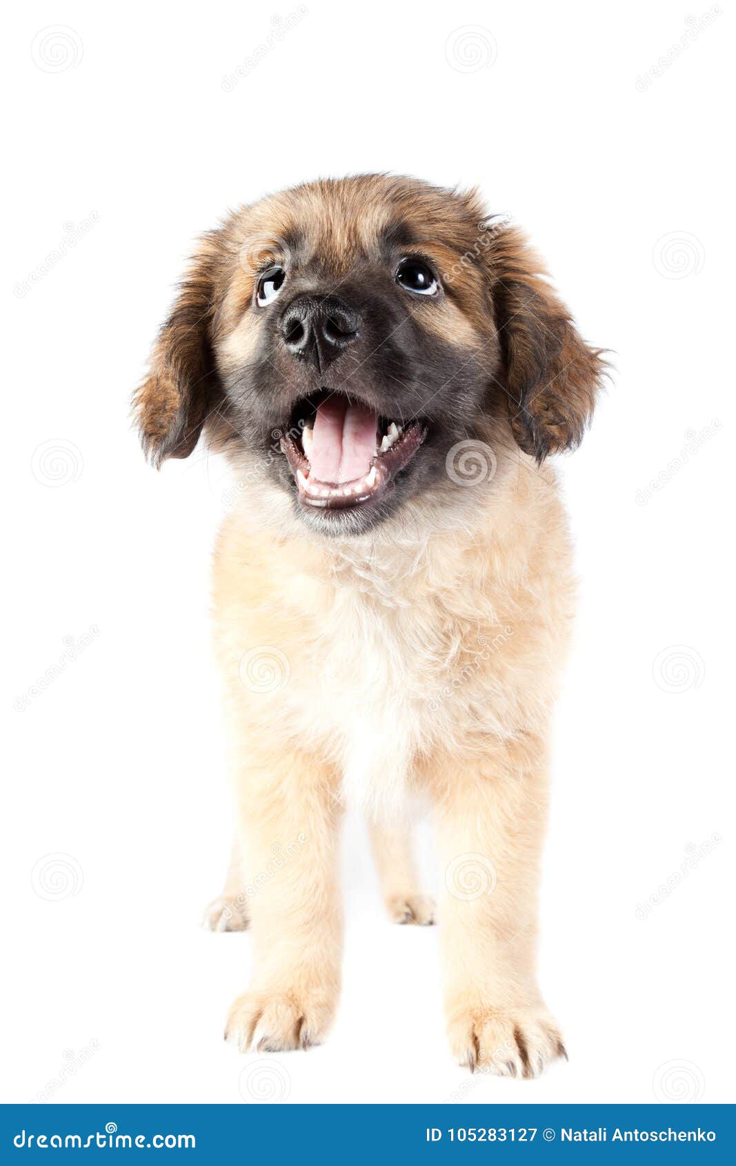 Perrito De Un Pastor Del Golden Retriever Imagen de archivo - Imagen de ...