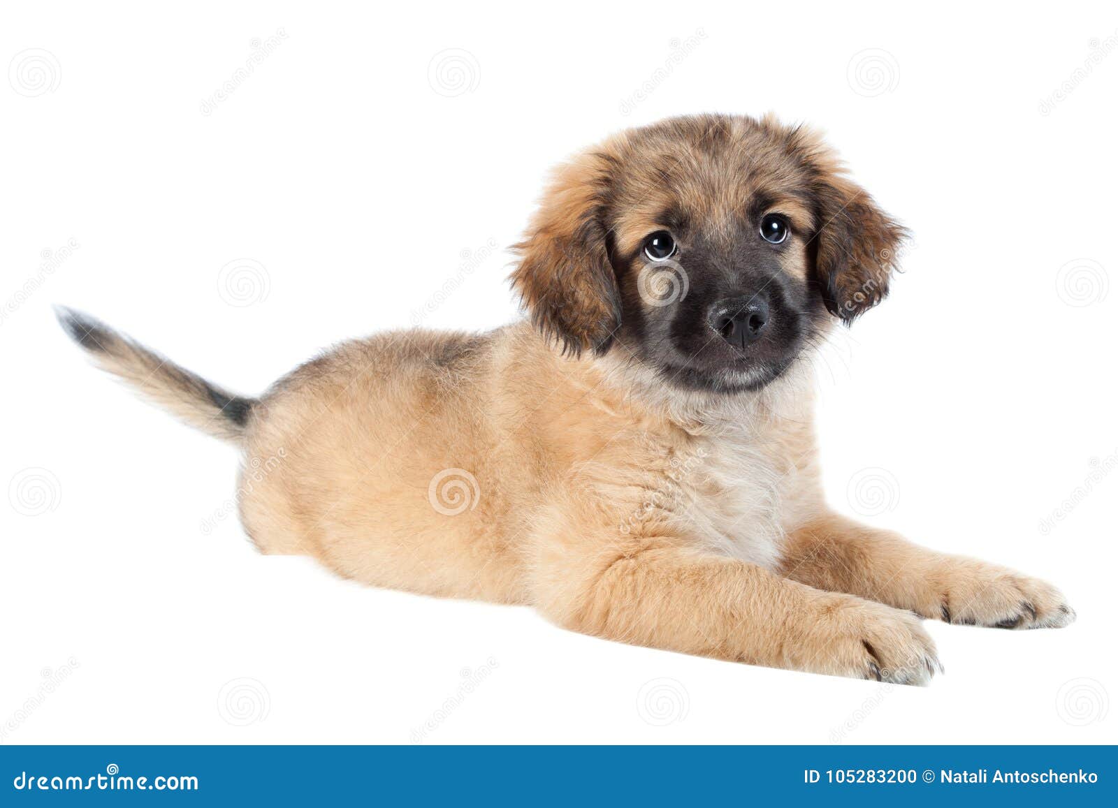 Perrito De Un Pastor Del Golden Retriever Foto de archivo - Imagen de ...