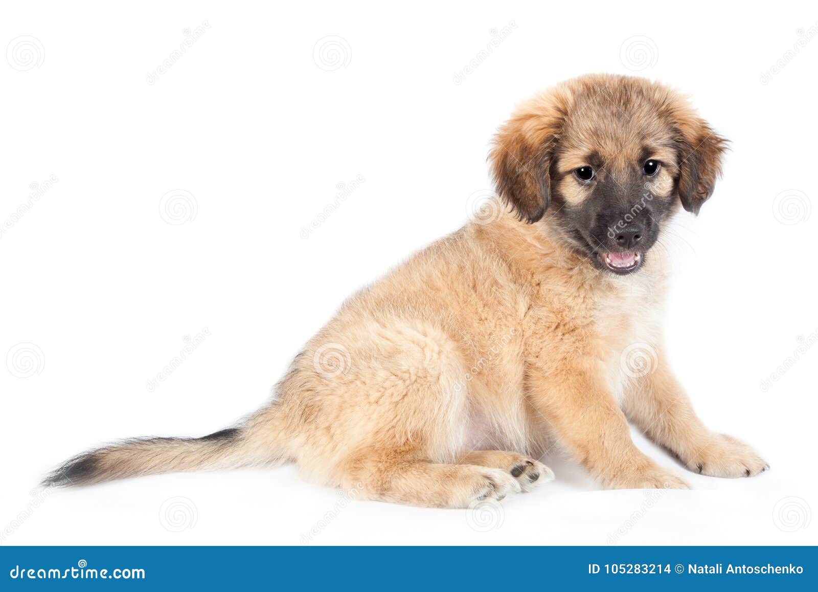Perrito De Un Pastor Del Golden Retriever Foto de archivo - Imagen de ...