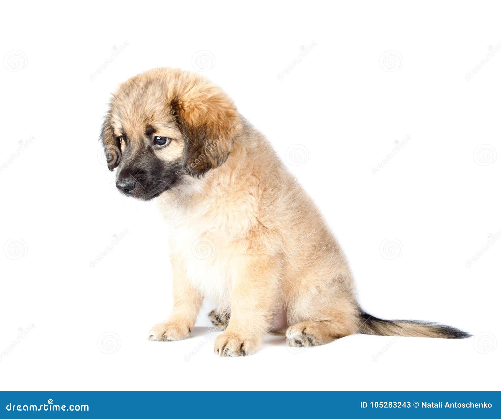 Perrito De Un Pastor Del Golden Retriever Imagen de archivo - Imagen de ...
