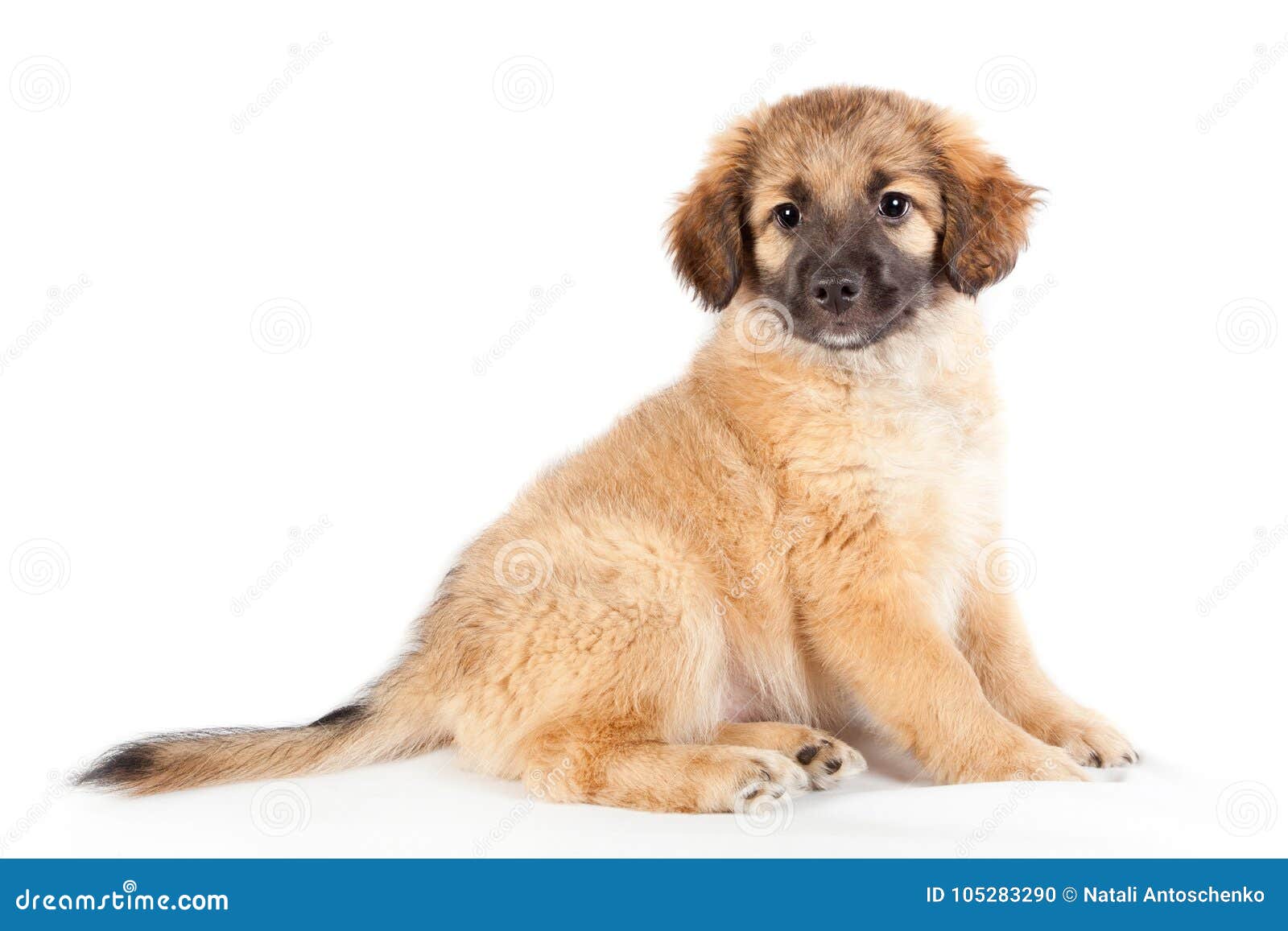 Perrito De Un Pastor Del Golden Retriever Foto de archivo - Imagen de ...