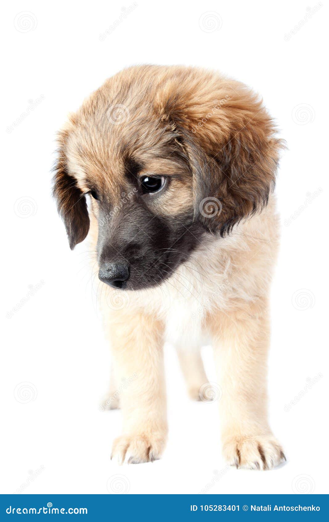 Perrito De Un Pastor Del Golden Retriever Imagen de archivo - Imagen de ...