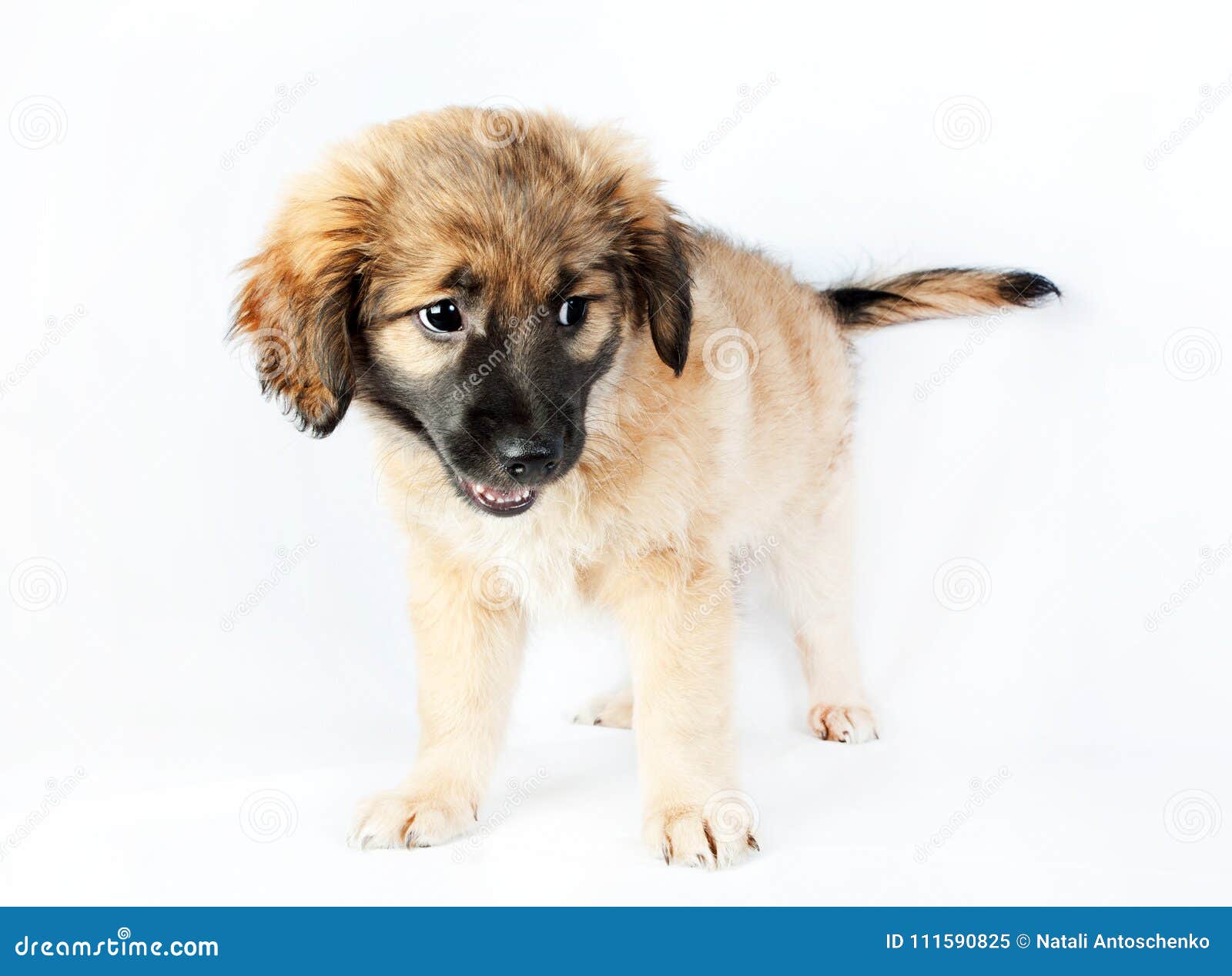 Perrito De Un Pastor Del Golden Retriever Imagen de archivo - Imagen de ...