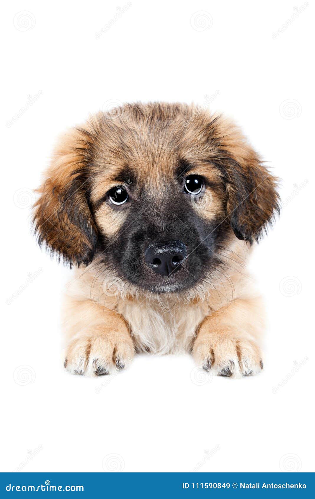 Perrito De Un Pastor Del Golden Retriever Imagen de archivo - Imagen de ...