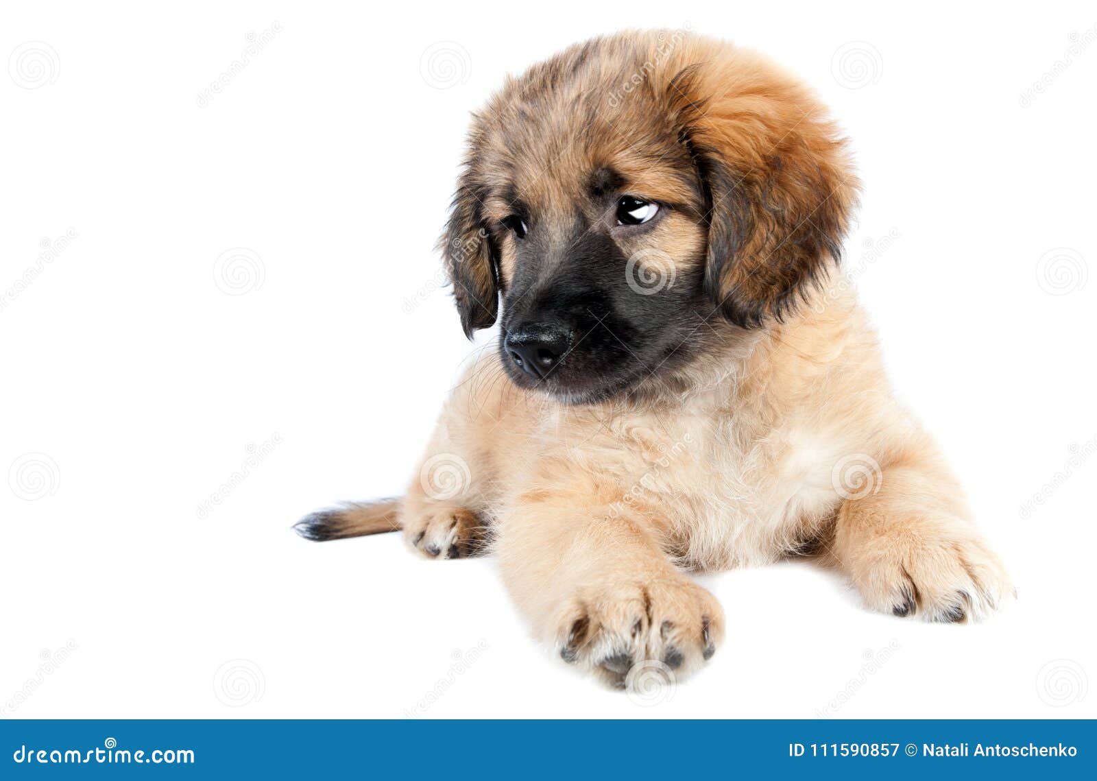 Perrito De Un Pastor Del Golden Retriever Imagen de archivo - Imagen de ...