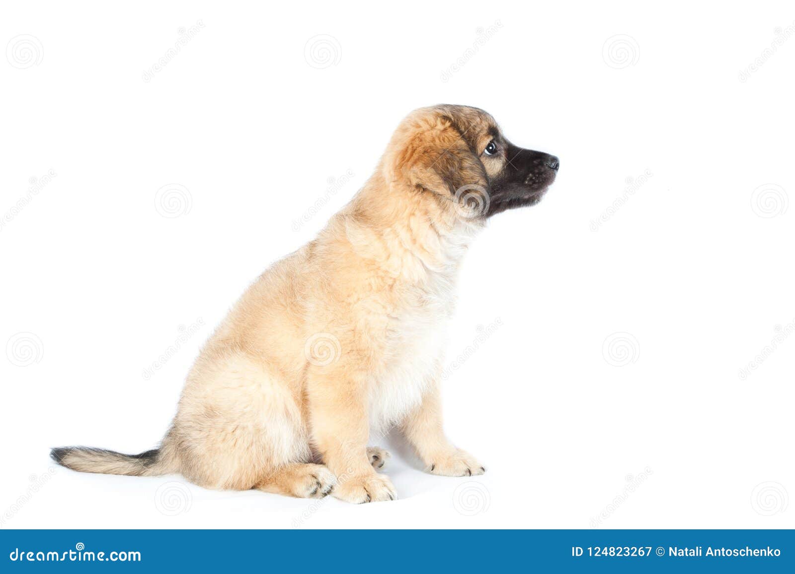 Perrito De Un Pastor Del Golden Retriever Imagen de archivo - Imagen de ...