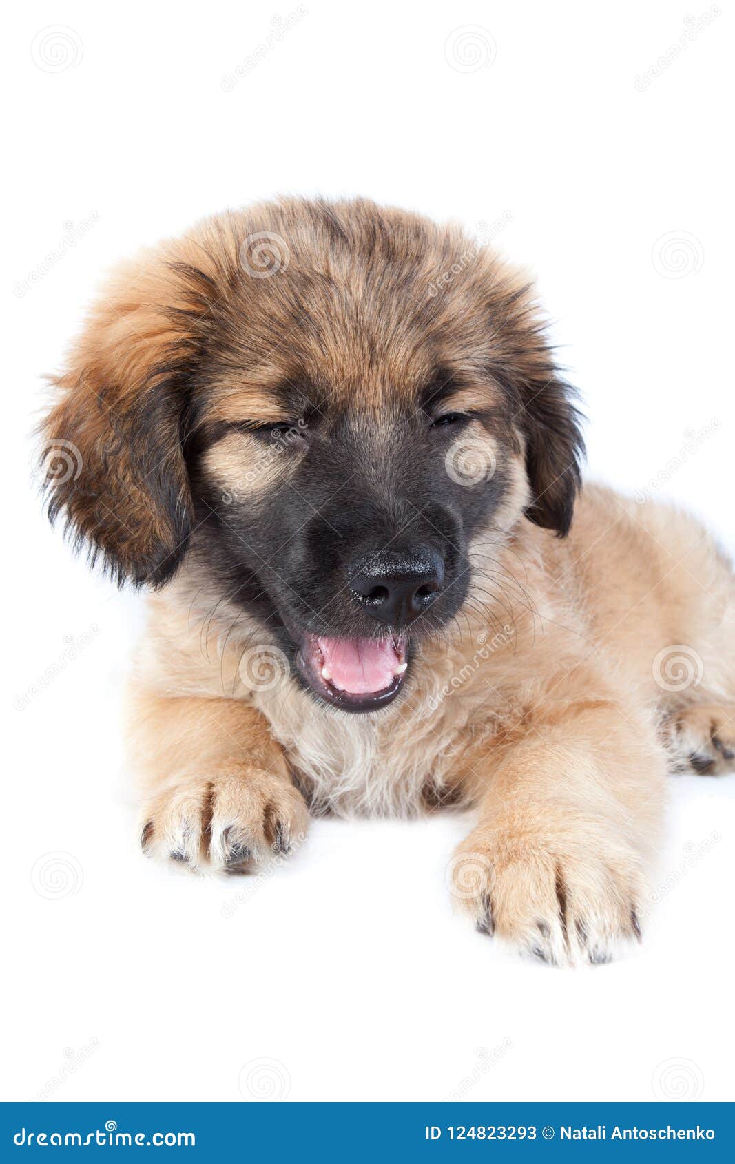 Perrito De Un Pastor Del Golden Retriever Imagen de archivo - Imagen de ...