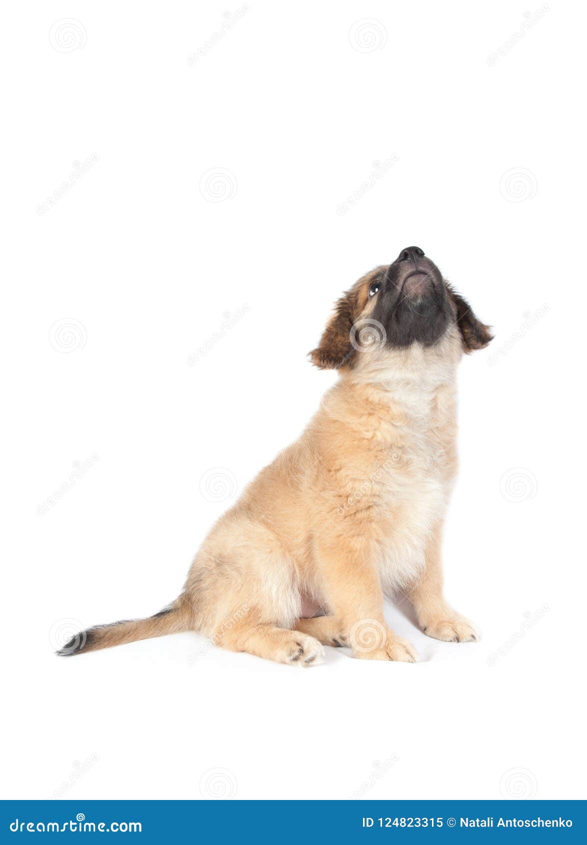 Perrito De Un Pastor Del Golden Retriever Imagen de archivo - Imagen de ...