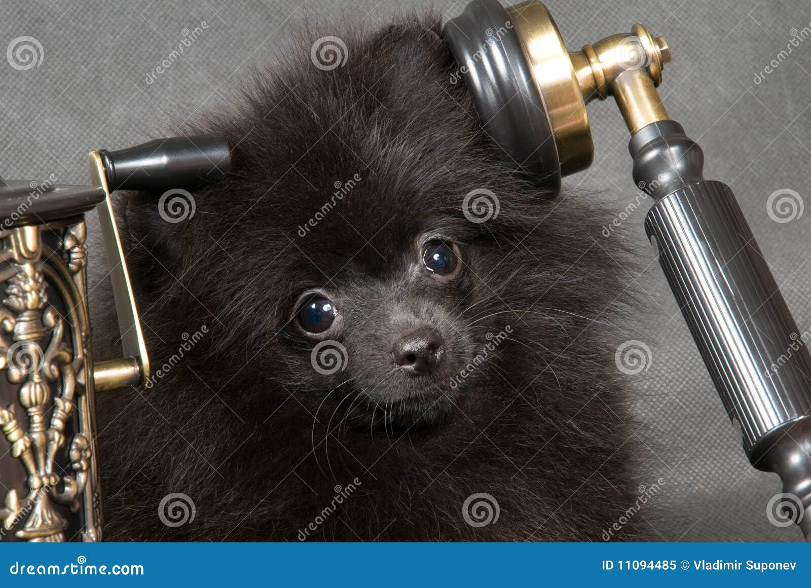 Perrito De Un Perro De Pomerania-perro Con El Teléfono Imagen de ...