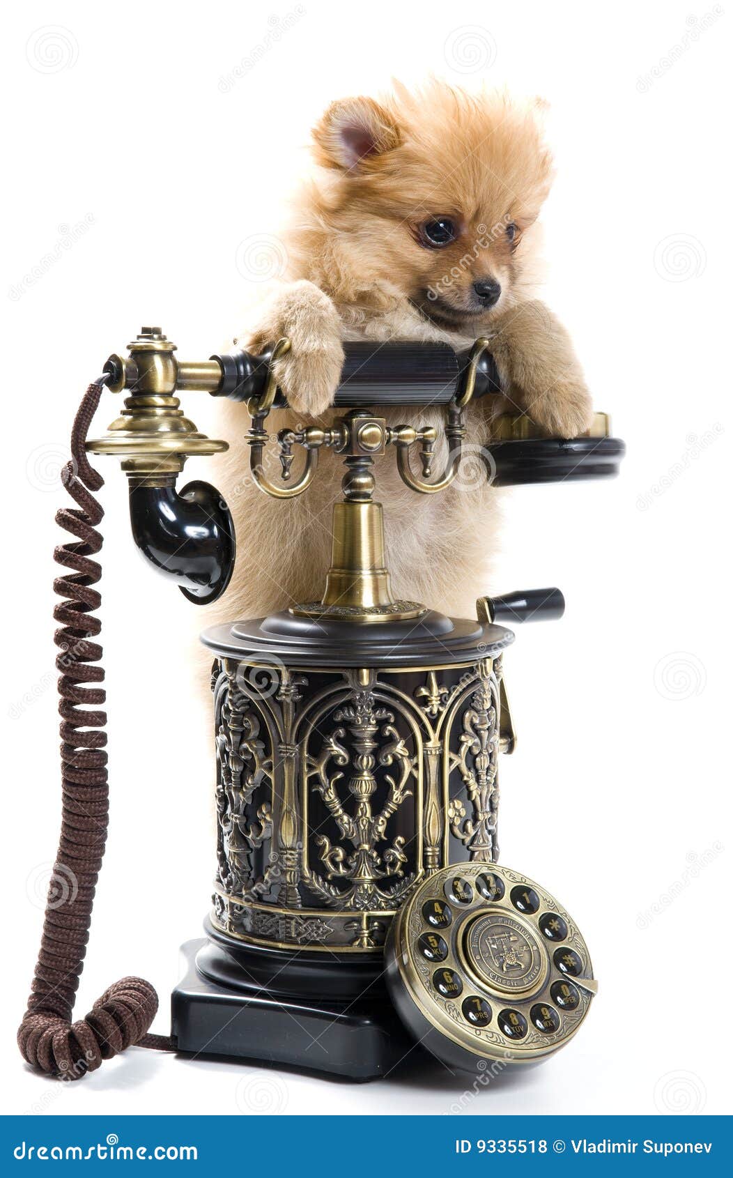 Perrito De Un Perro De Pomerania-perro Con El Teléfono Foto de archivo ...