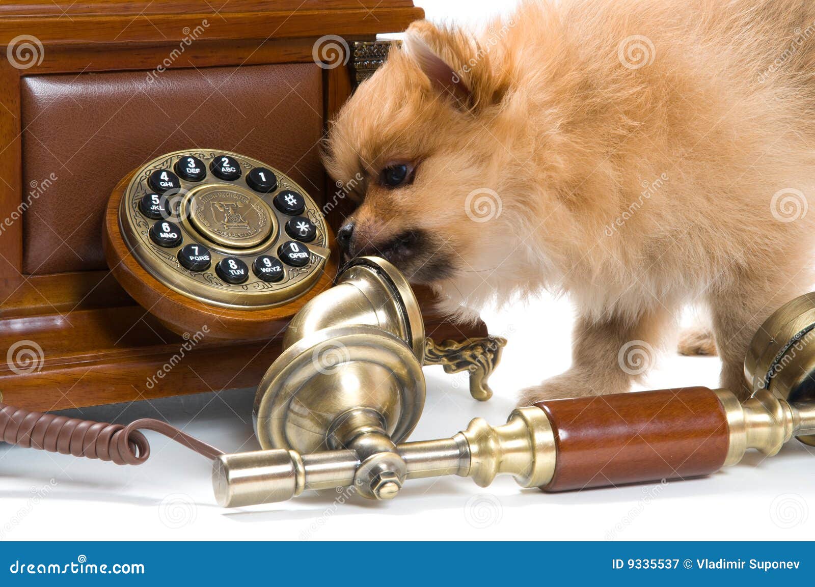 Perrito De Un Perro De Pomerania-perro Con El Teléfono Imagen de ...