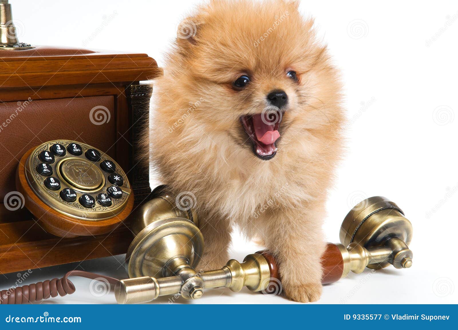 Perrito De Un Perro De Pomerania-perro Con El Teléfono Imagen de ...
