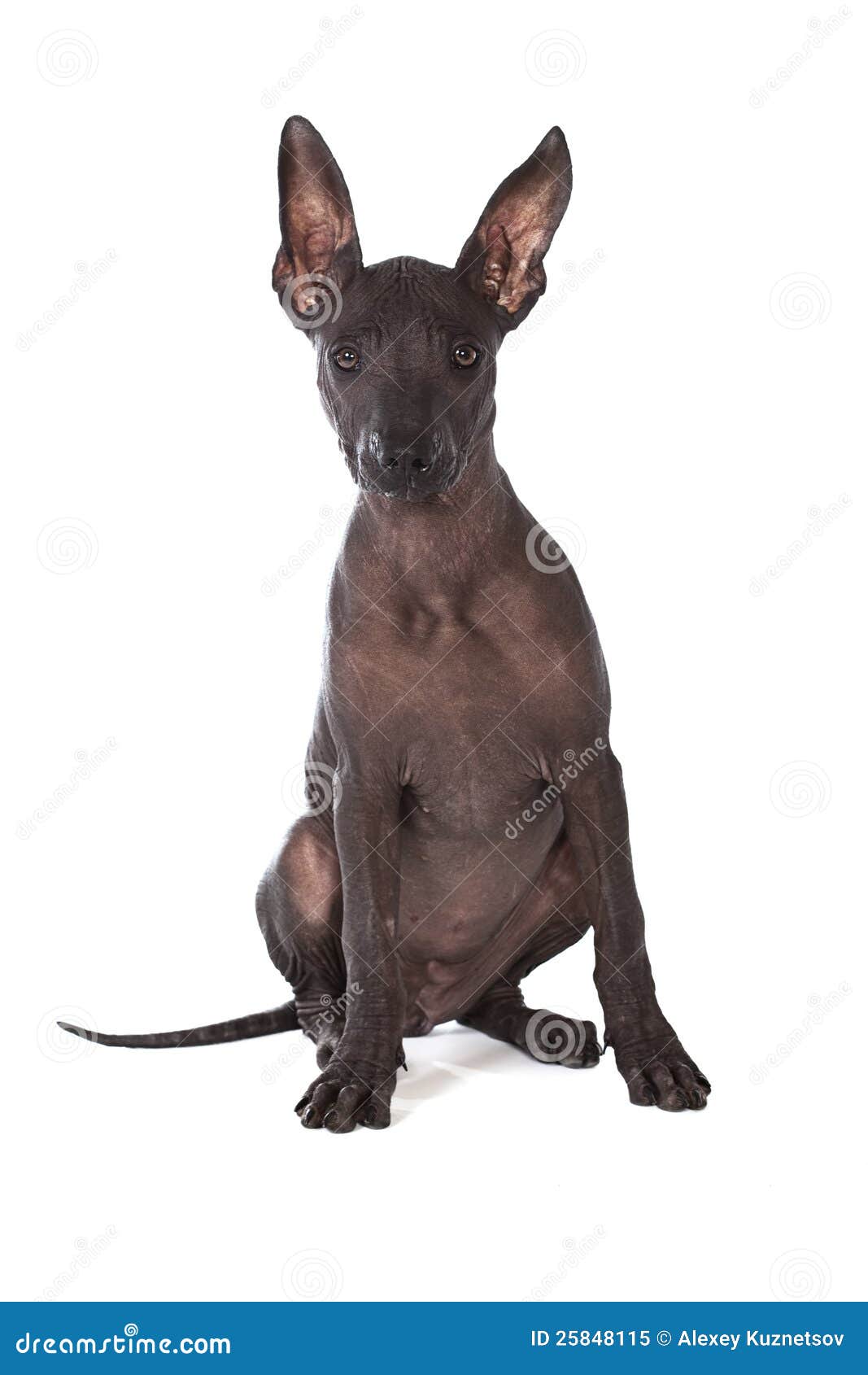 Perrito de Xoloitzcuintle imagen de archivo. Imagen de hocico - 25848115