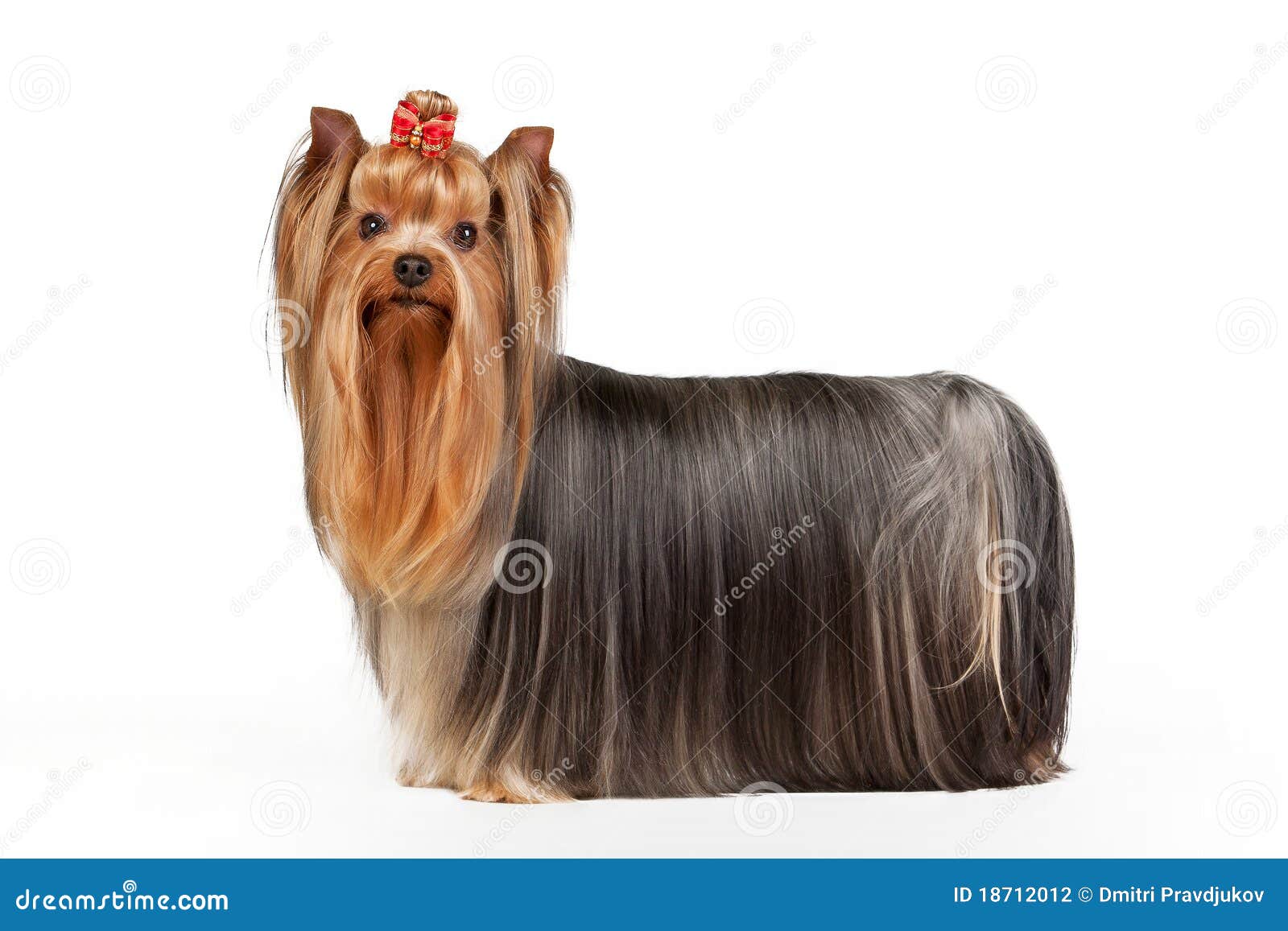 Perrito de Yorkie foto de archivo. Imagen de perro, divertido - 18712012