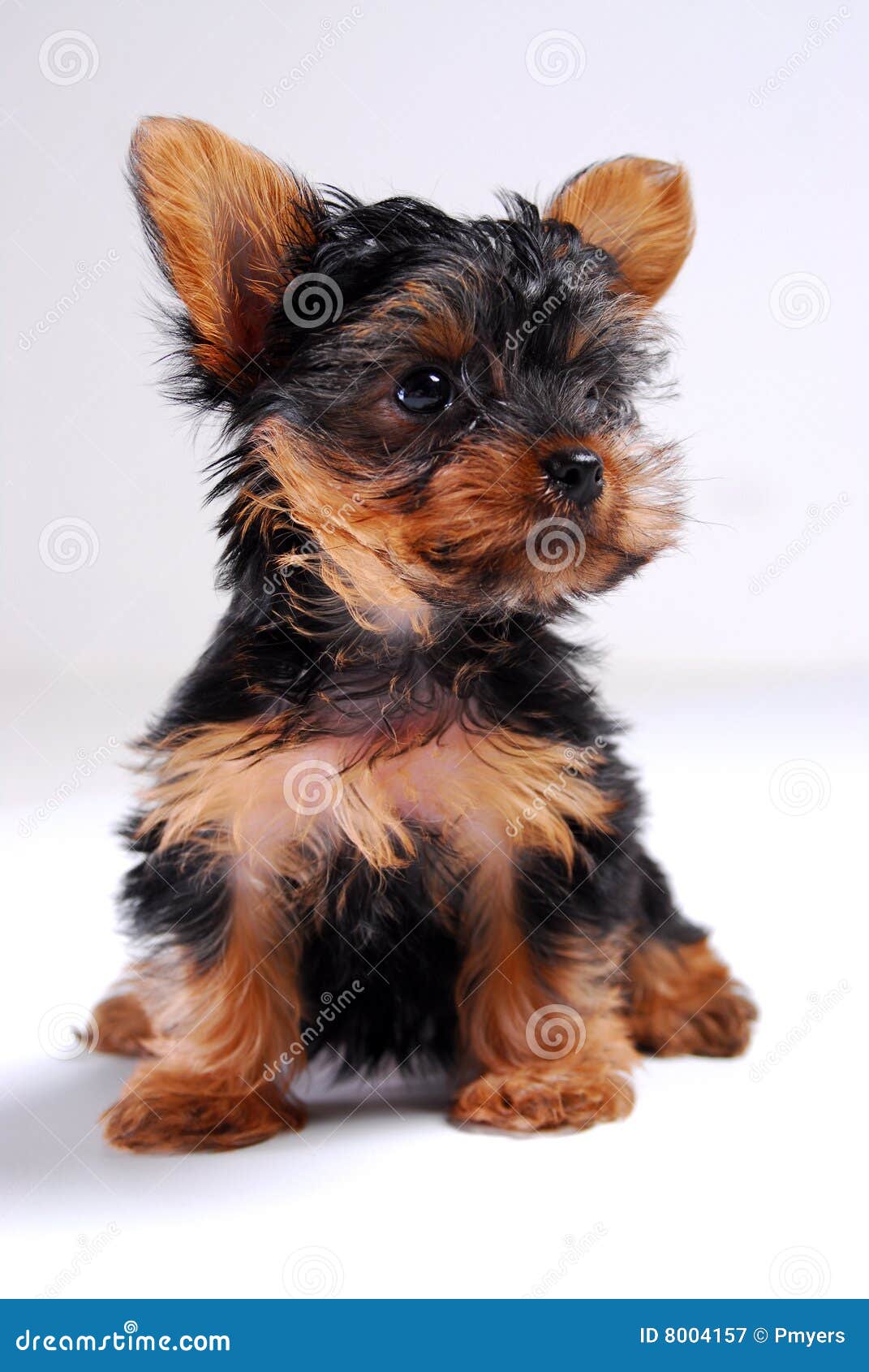 Perrito de Yorkie imagen de archivo. Imagen de perrito - 8004157