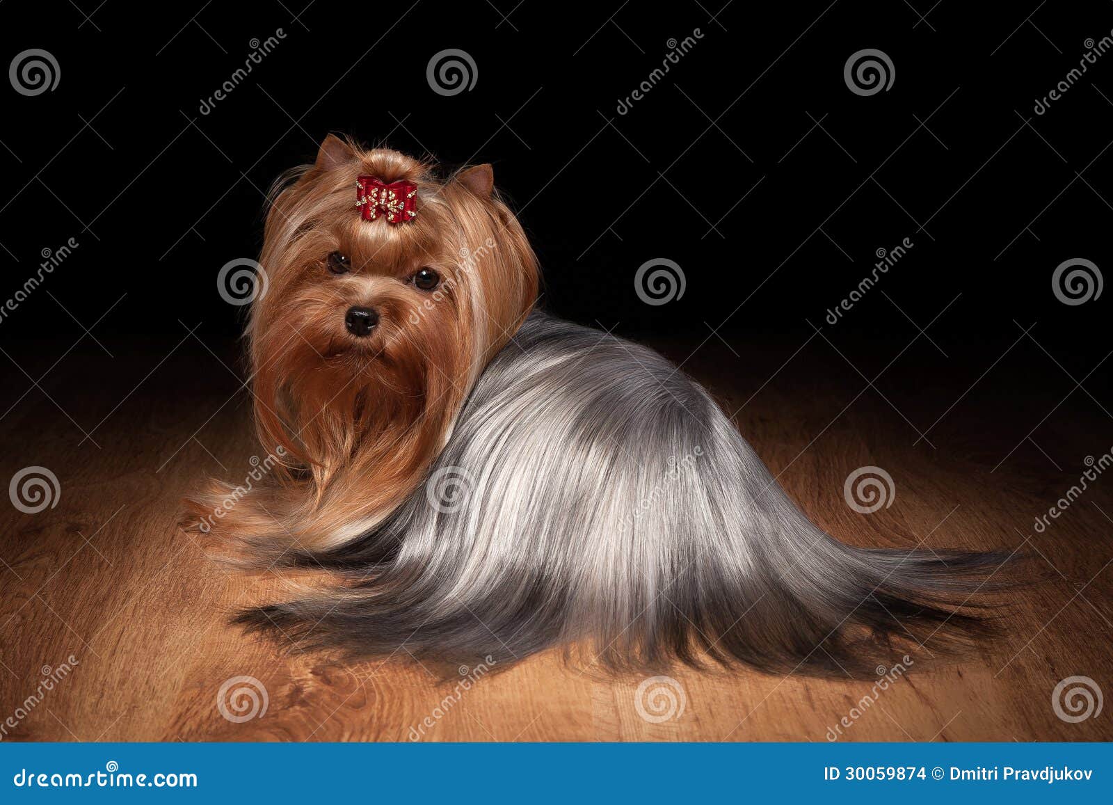 Perrito De Yorkie En Textura De Madera Foto de archivo - Imagen de ...