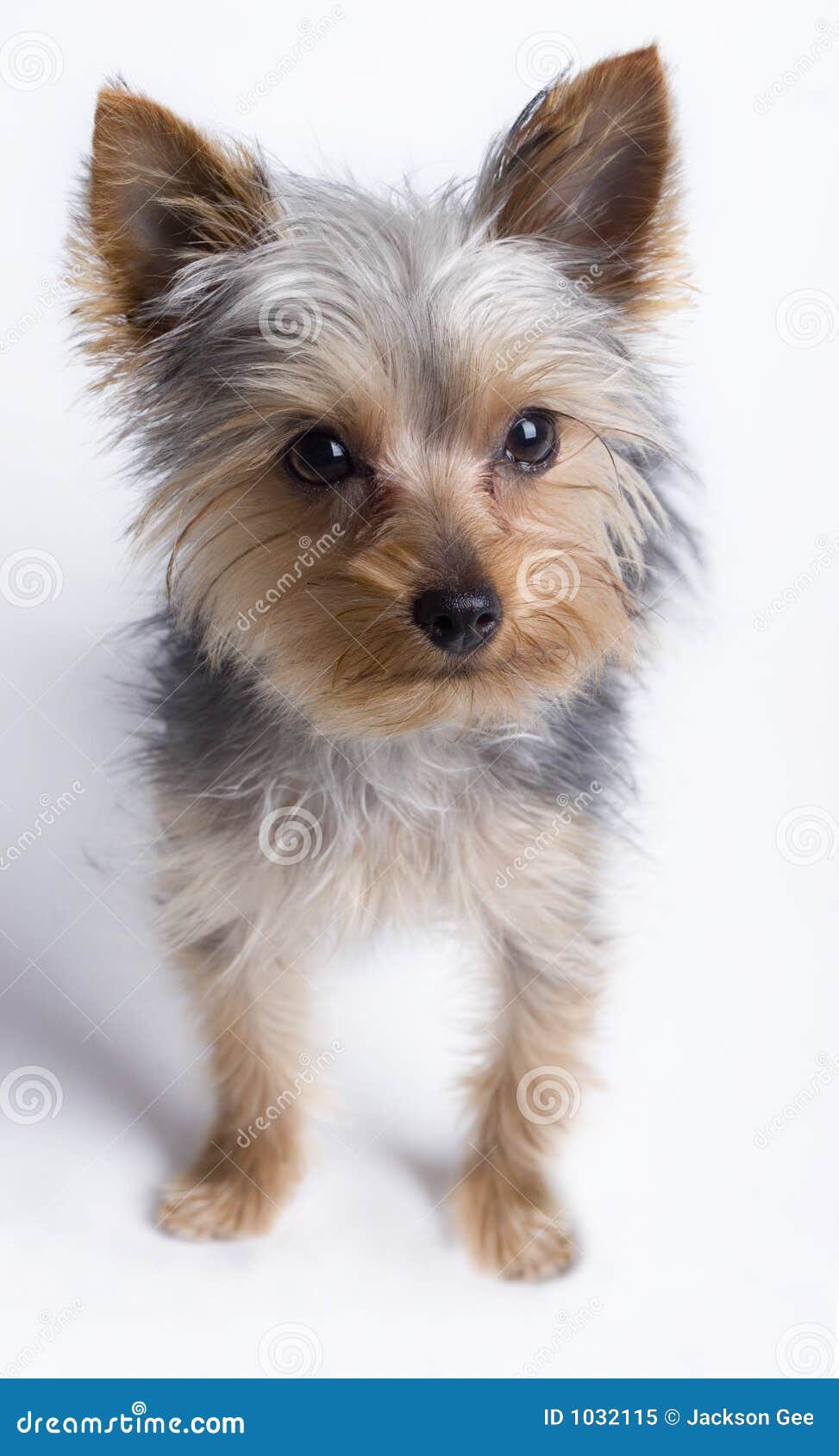 Perrito De Yorkie Que Mira Derecho Imagen de archivo - Imagen de negro ...