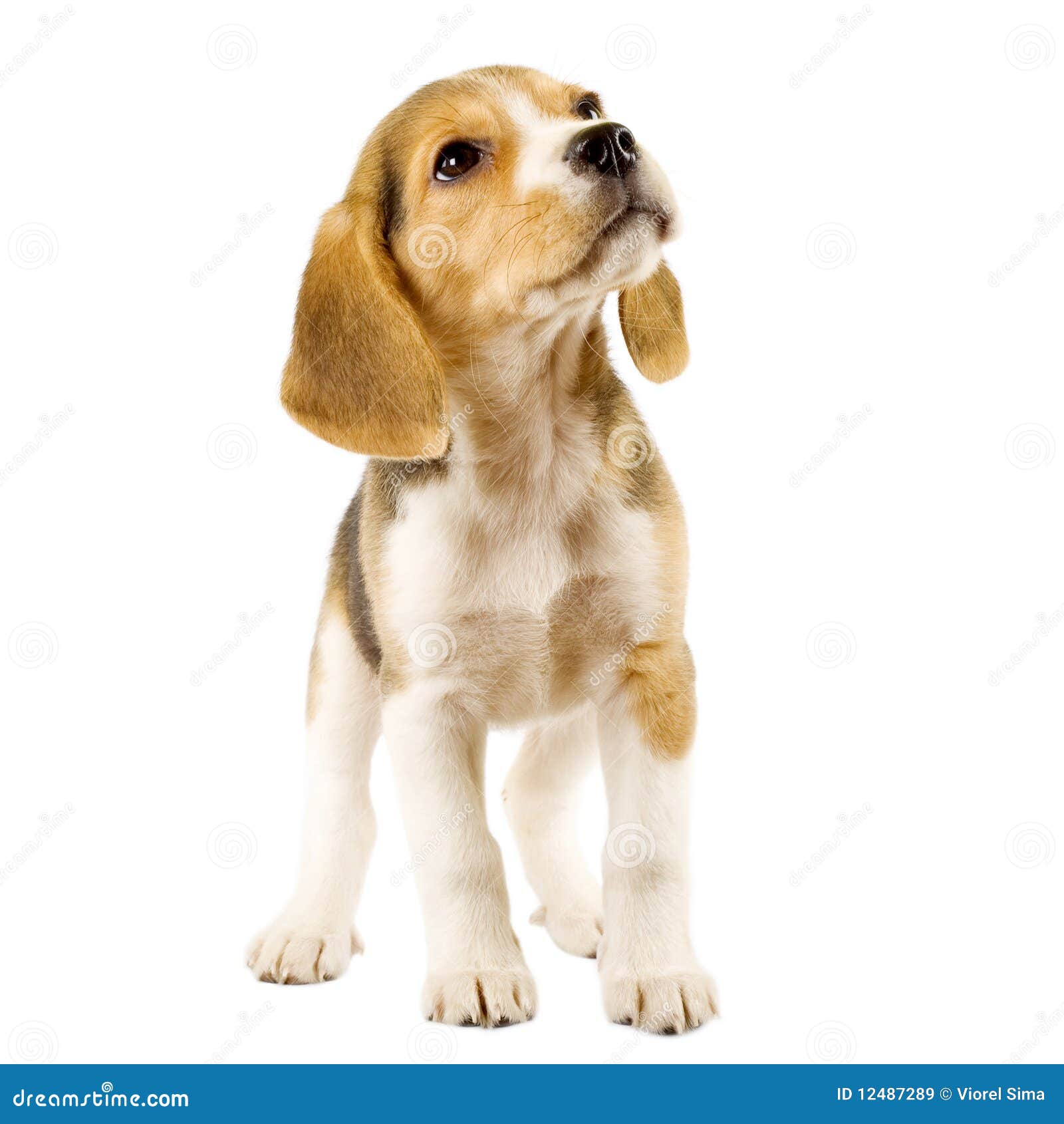 Perrito del beagle imagen de archivo. Imagen de frondoso - 12487289