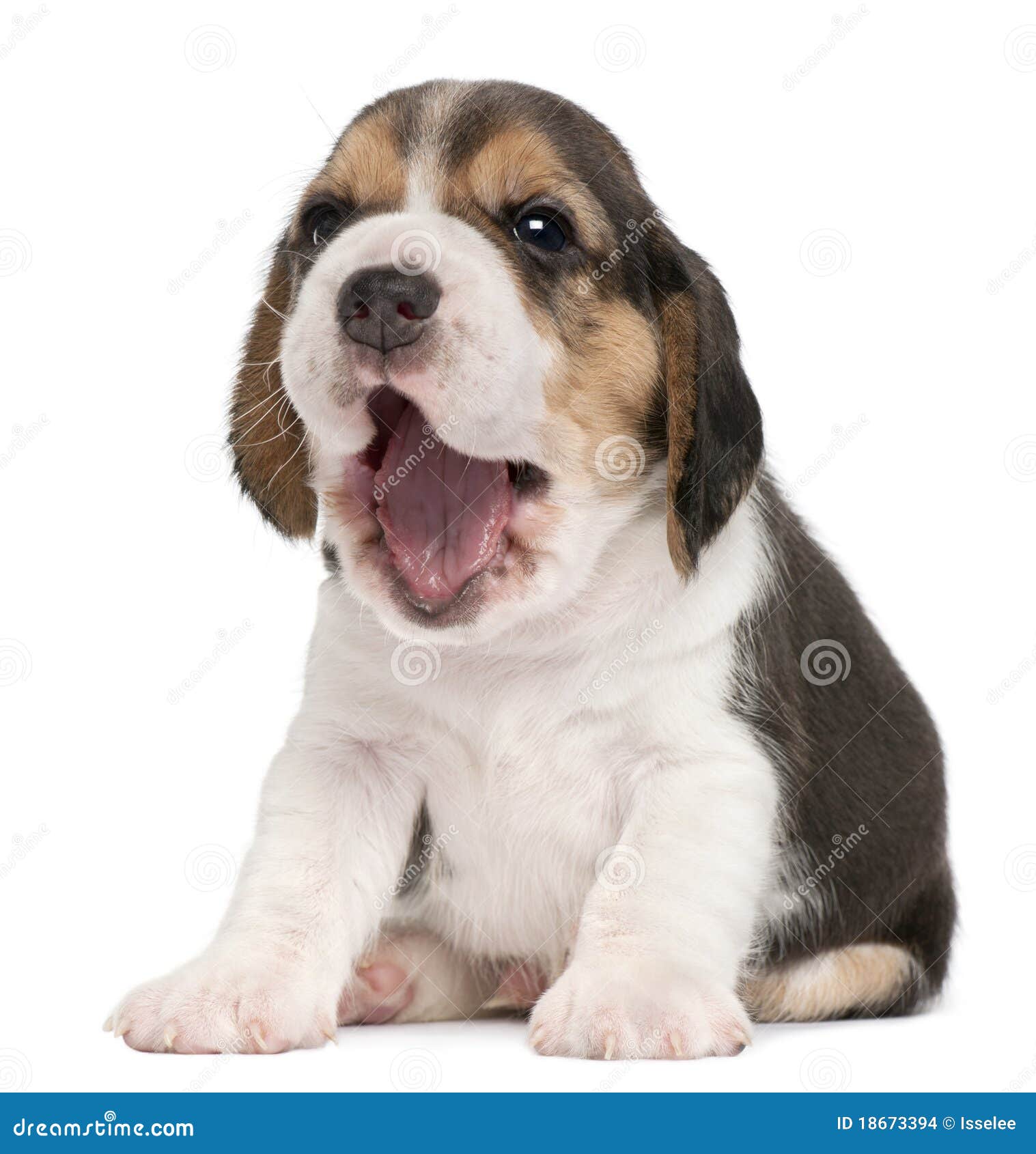 Perrito Del Beagle, 4 Semanas De Viejo, Bostezando Foto de archivo ...