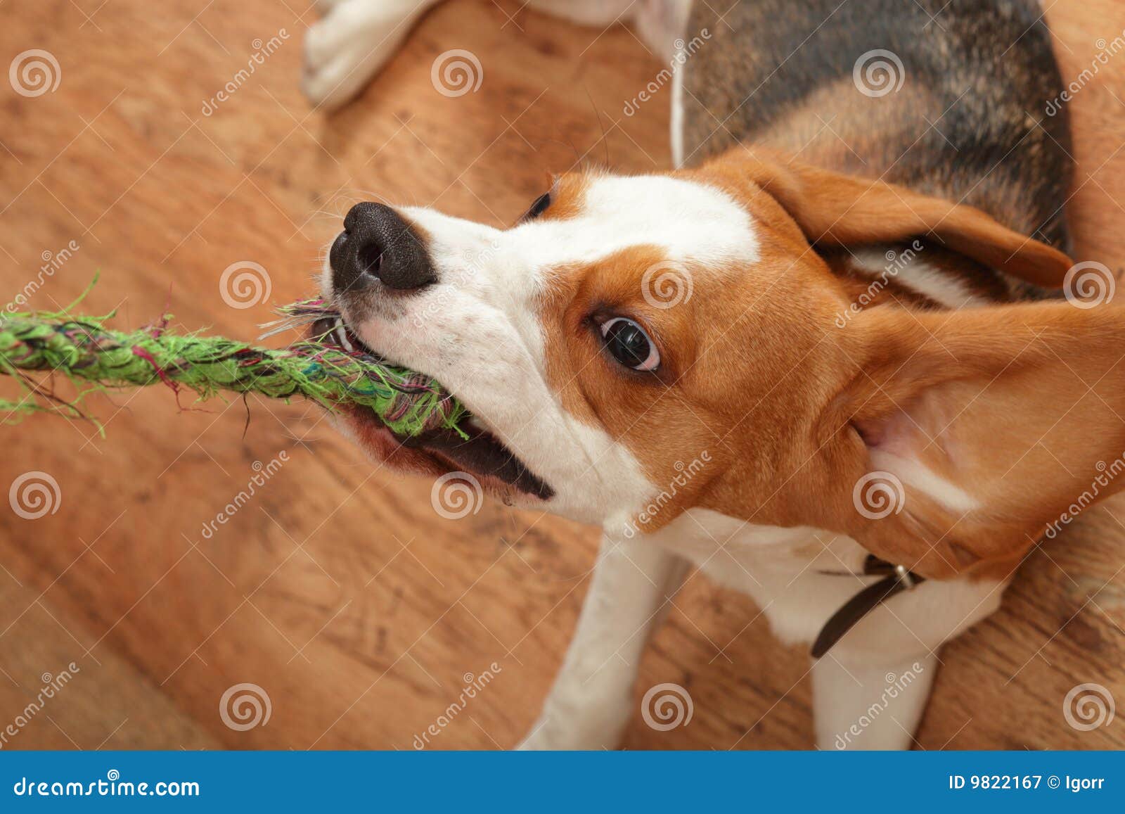 Perrito del beagle imagen de archivo. Imagen de animal - 9822167