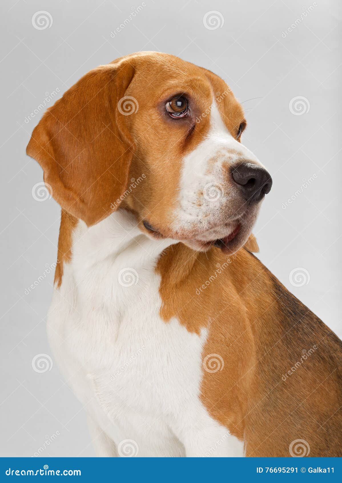 Perrito Del Beagle Aislado En El Fondo Blanco Imagen de archivo ...