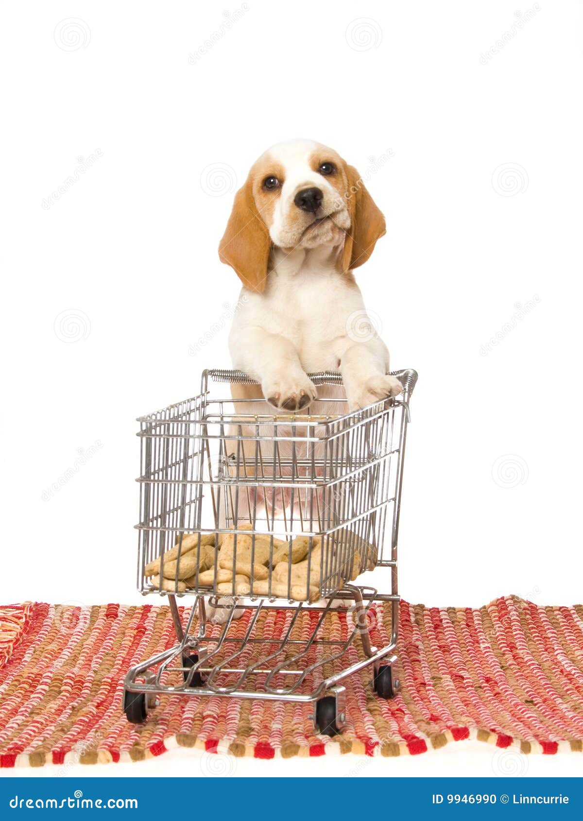 Perrito Del Beagle Con El Mini Carro De Compras Foto de archivo ...