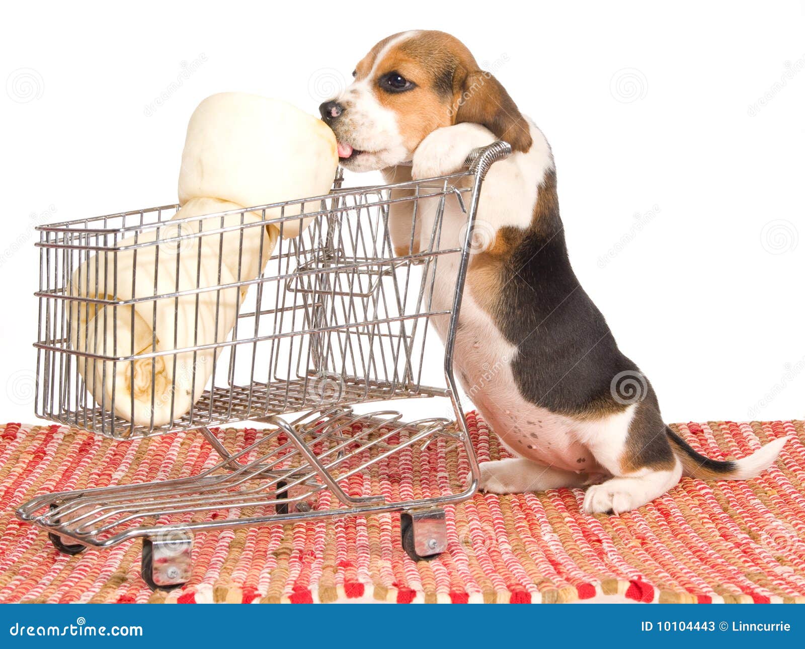 Perrito Del Beagle Con La Carretilla De Las Compras Imagen de archivo ...