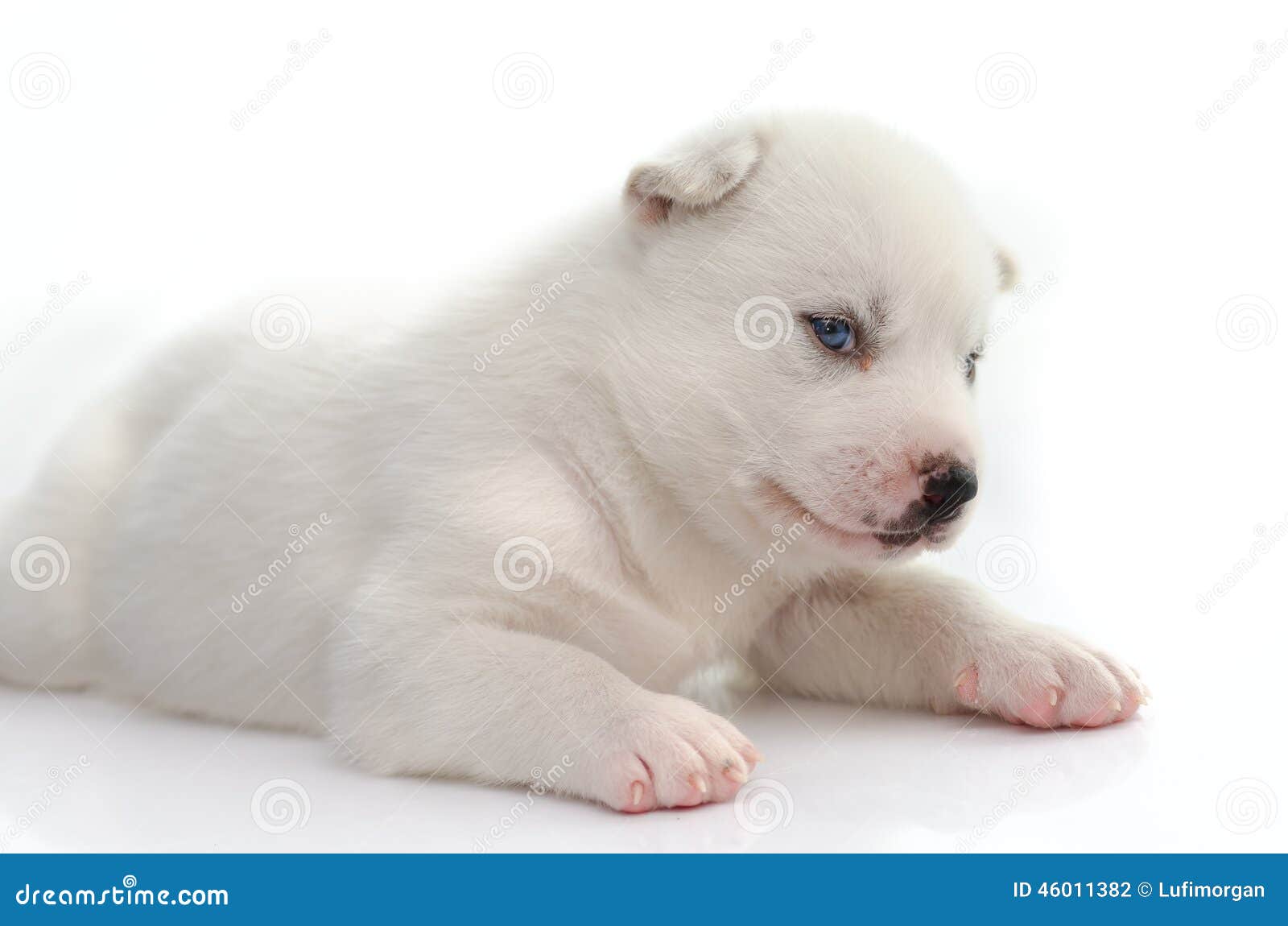Perrito Del Blanco De Los Ojos Azules Foto de archivo - Imagen de ...
