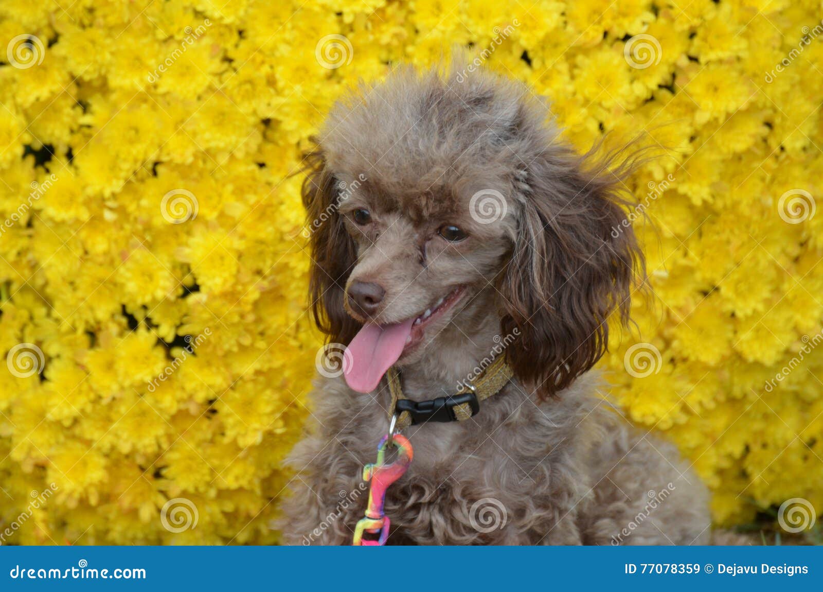 Perrito Del Caniche Con Las Flores Amarillas Imagen de archivo - Imagen ...