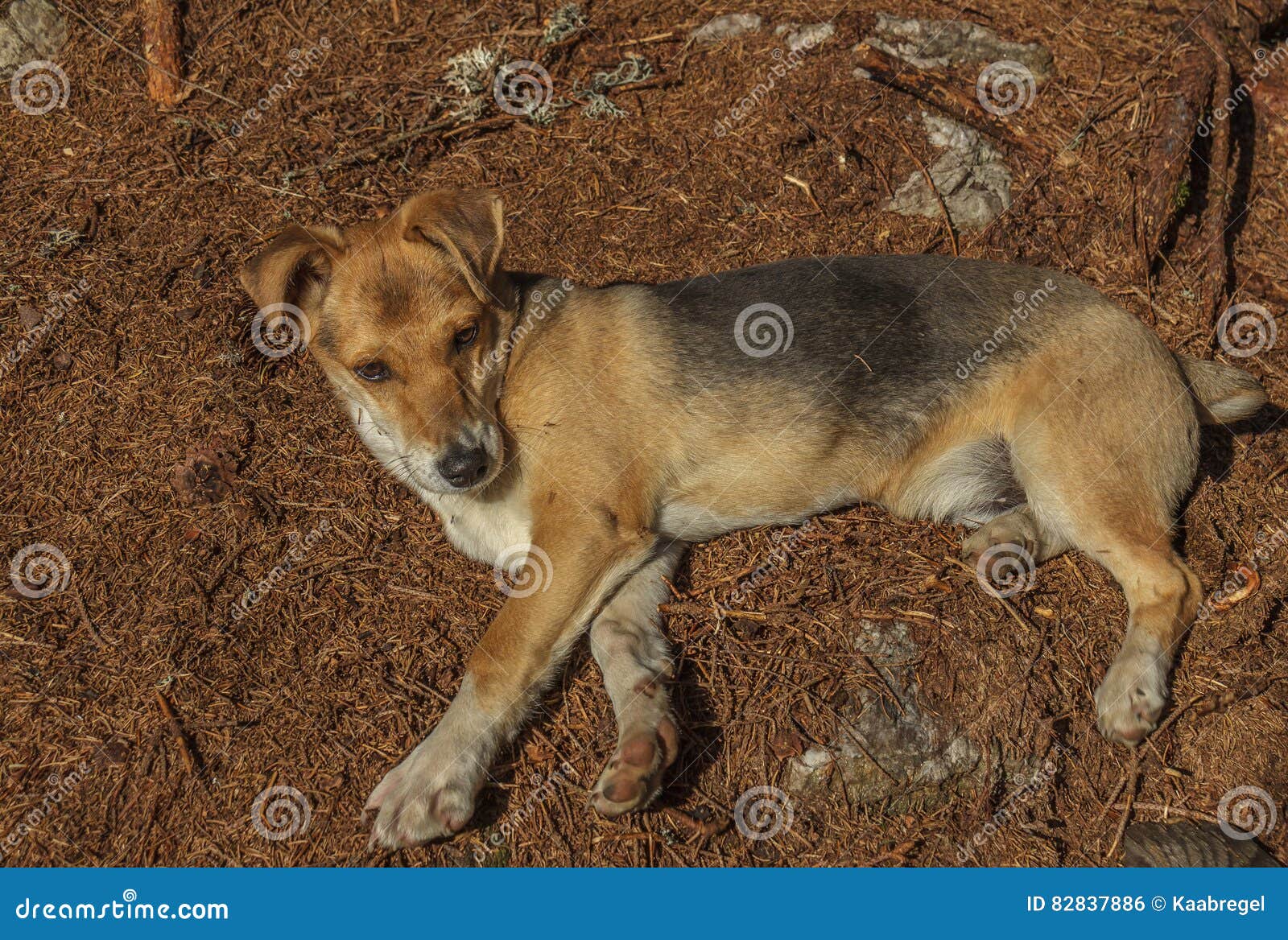 Perrito Del Chucho Del Perro Foto de archivo - Imagen de suave, canino ...