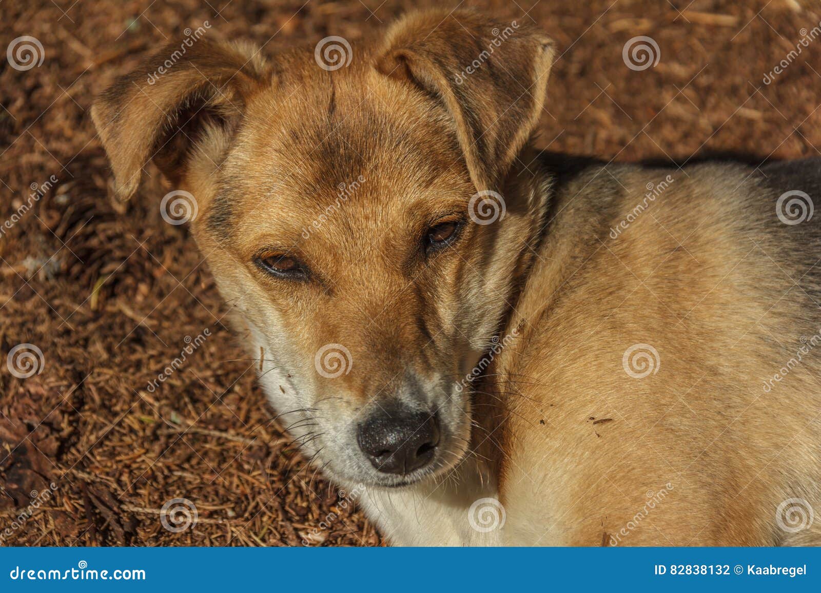 Perrito Del Chucho Del Perro Foto de archivo - Imagen de lindo, corrida ...