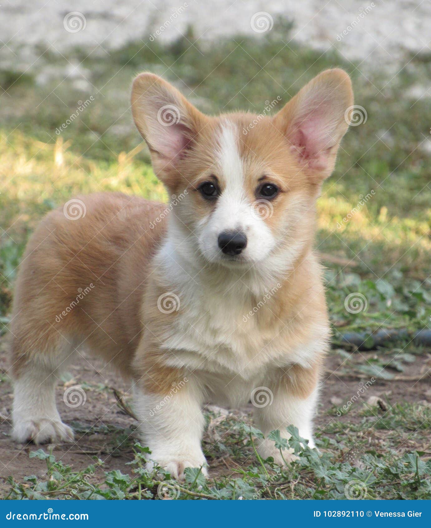 Perrito del Corgi foto de archivo. Imagen de pembroke - 102892110