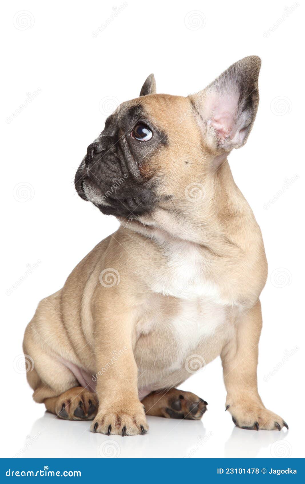 Perrito del dogo francés foto de archivo. Imagen de tiro - 23101478