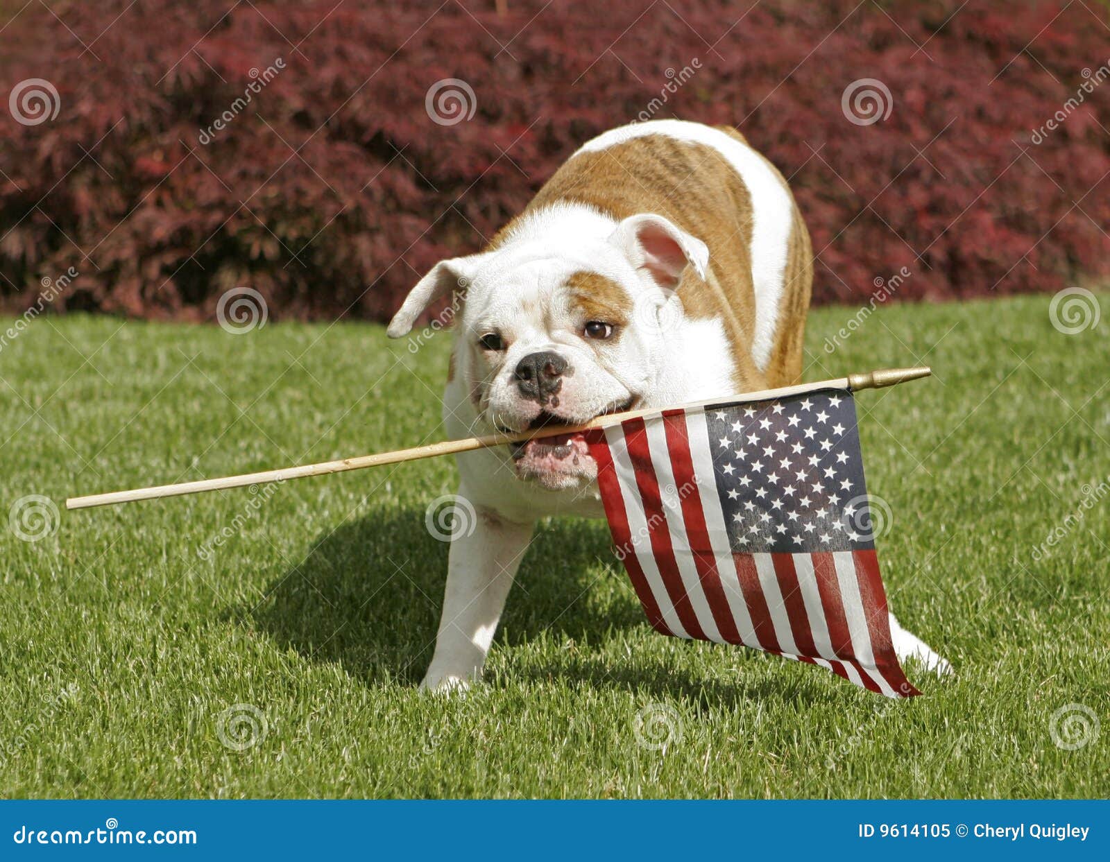Perrito Del Doodle Del Yanqui Imagen de archivo - Imagen de yarda ...