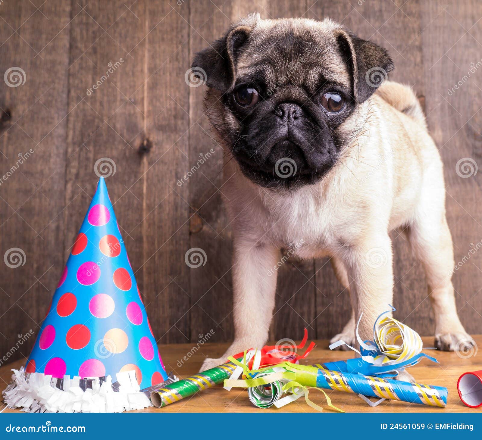 Perrito Del Feliz Cumpleaños Imagen de archivo - Imagen de sombrero ...