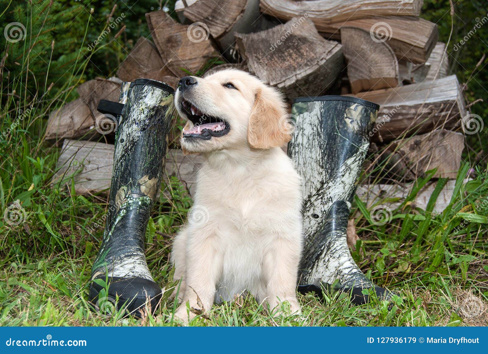 Perrito Del Golden Retriever Con Las Botas Imagen de archivo - Imagen ...