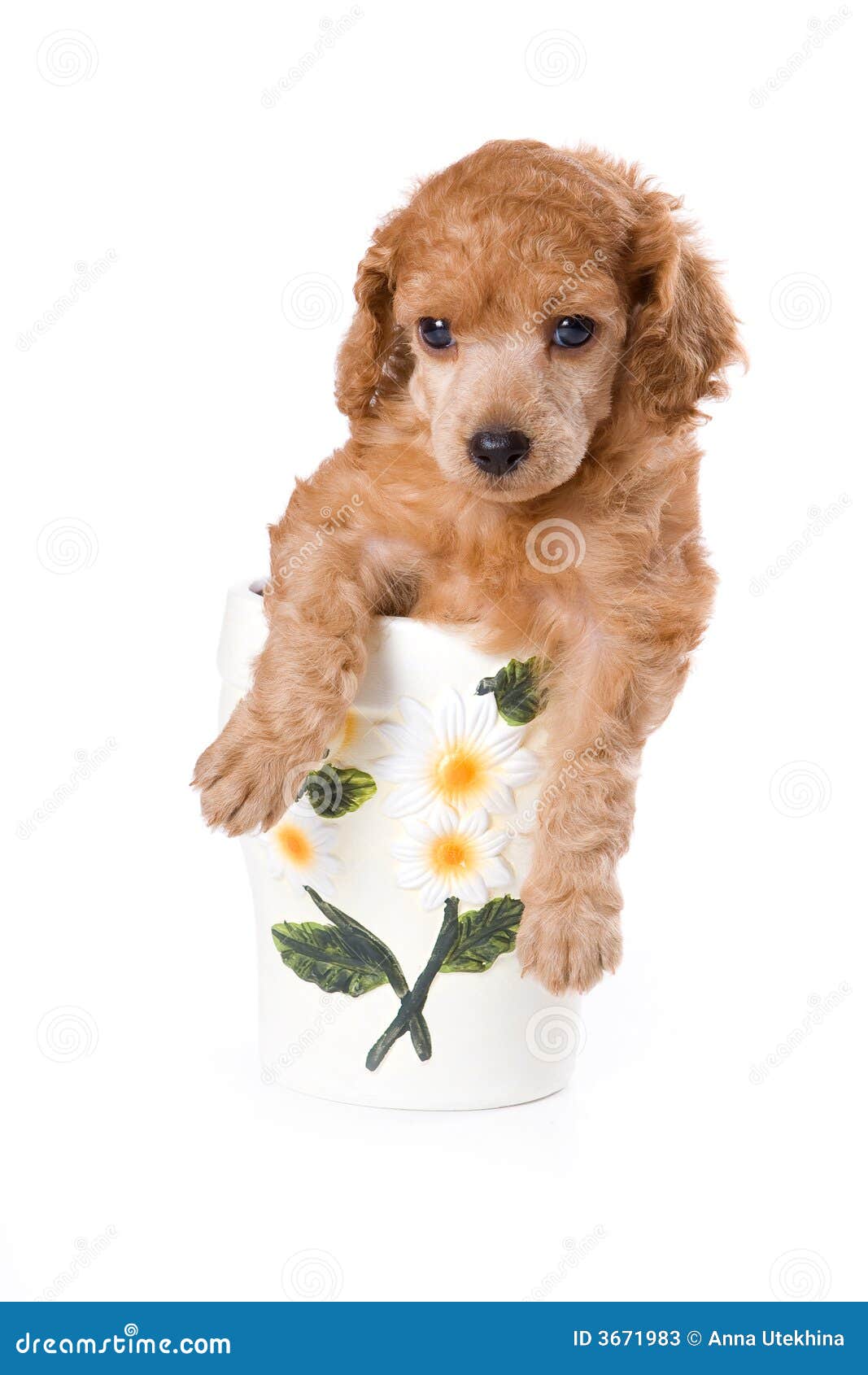 Perrito Del Media Del Caniche Imagen de archivo - Imagen de doméstico ...