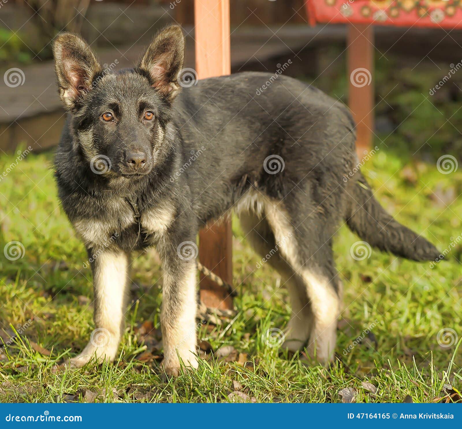 Perrito del pastor imagen de archivo. Imagen de perrito - 47164165